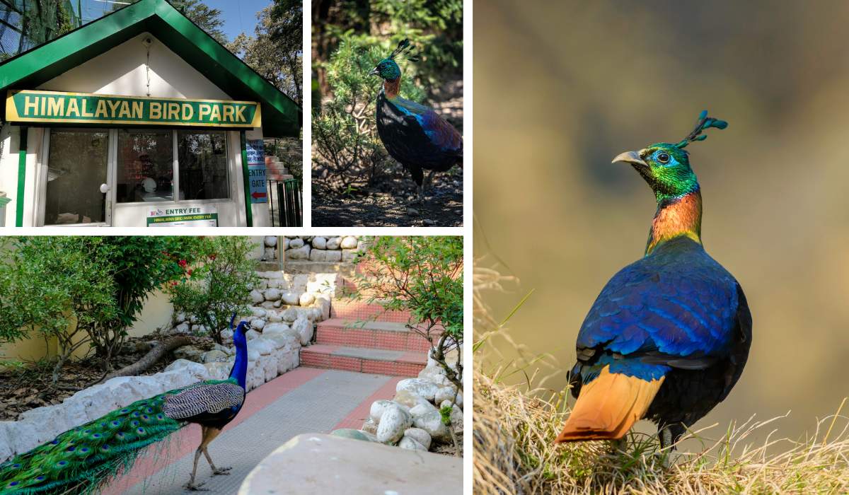 Shimla Tourism Guide: Best Time, Places to Visit and Weather | Trip Guru Go